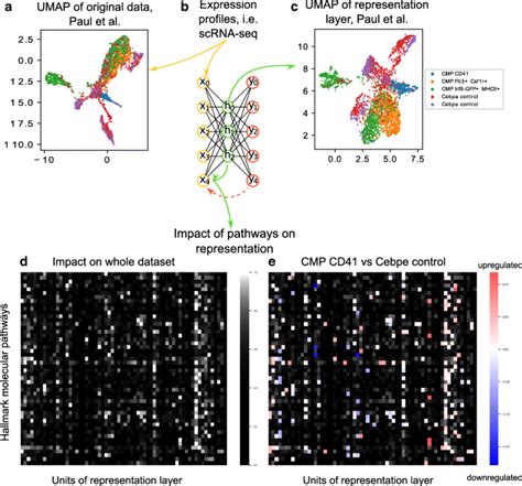 Deconvolution Of Autoencoders To Learn Biological Regulatory Modules