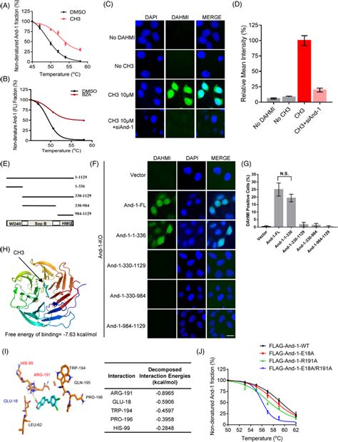Acidic Nucleoplasmic Dna‐binding Protein 1 And‐1 Inhibitors Directly