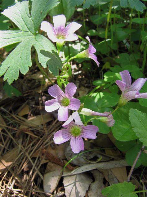 Plants North Carolina Native Plant Society