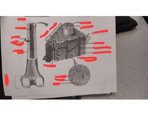 Bone Label Part 1 Quiz
