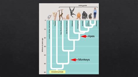 Hominoids To Hominins Ppt Download