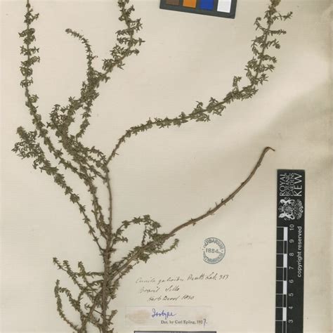 Lectotype Of Cunila Fasciculata Benth F Sellow Sn K000248135