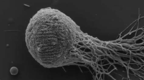 1 The Book Of Life The Gene Code