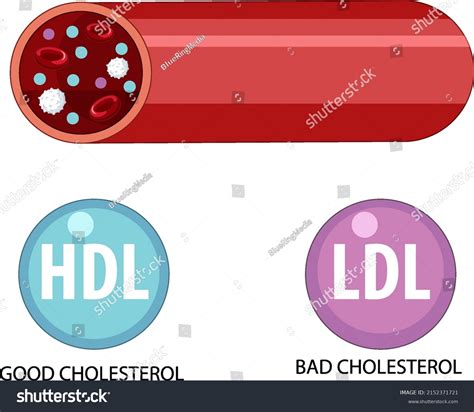 Types Cholesterol Hdl Ldl Illustration Stock Vector Royalty Free 2152371721 Shutterstock
