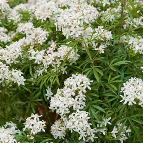 Choisya X Dewitteana Londaz White Dazzler Mexican Orange