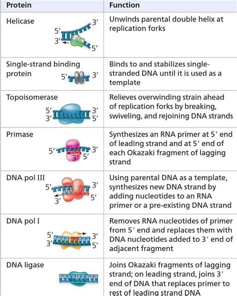 Vivek Kumar Sahu On Instagram Dna Replication Proteins And Their