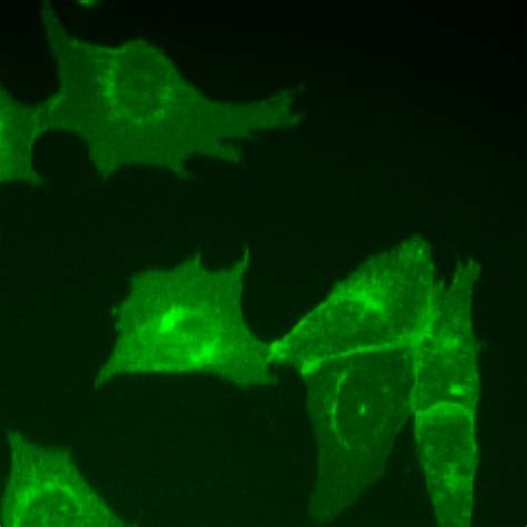 Gpcrs Internalization Assay Cell Lines Cells Online