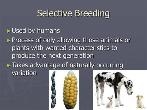 Food Examples Selective Breeding At Bill Henson Blog