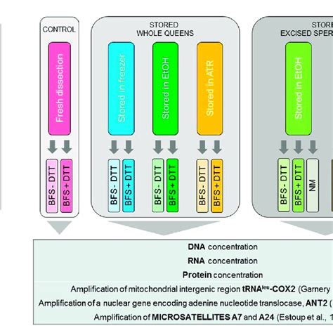 Summarized Experimental Design Of Six Different Storing Conditions