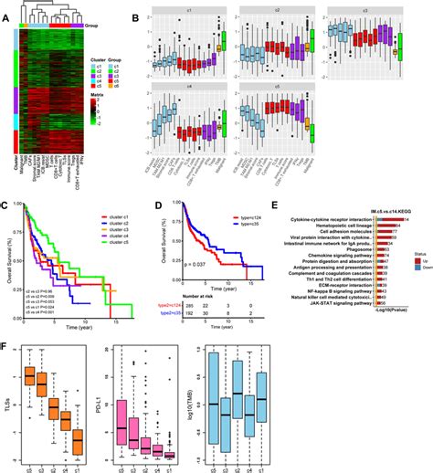 Novel Tme Classification Of Hnscc A Unsupervised Clustering Of Tme