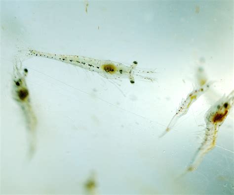 Ecuador Takes Lead In Sustainable Shrimp Larvae Production With Launch
