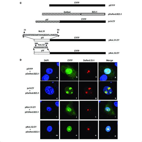 Mutation Analysis Of Pv Nols1 A Schematic Representation Of Badv 3
