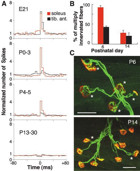 The Postnatal Loss Of Synchrony Of Motor Unit Firing Occurs Sooner In Download Scientific