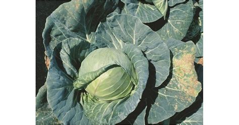 Как да се справите с маната по зелето Български Фермер