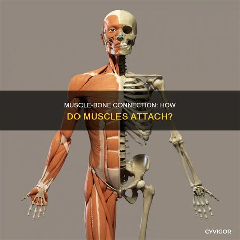 Muscle Bone Connection How Do Muscles Attach Cyvigor