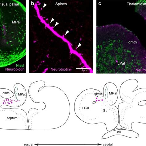 Visual Cortical Neurons Related To Fig 1 A Photomicrograph Of Download Scientific Diagram