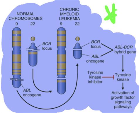 Pathology Block 2 Review Flashcards Quizlet