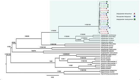 bayesian tree for the tehuelche scallop based on the concatenated