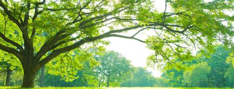 What Is Involved In A Tree Hazard Assessment Brockley Tree