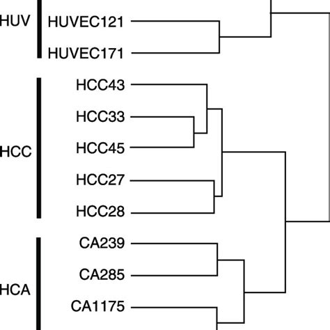 Unsupervised Hierarchical Clustering Of All Genes On The Array Reveals