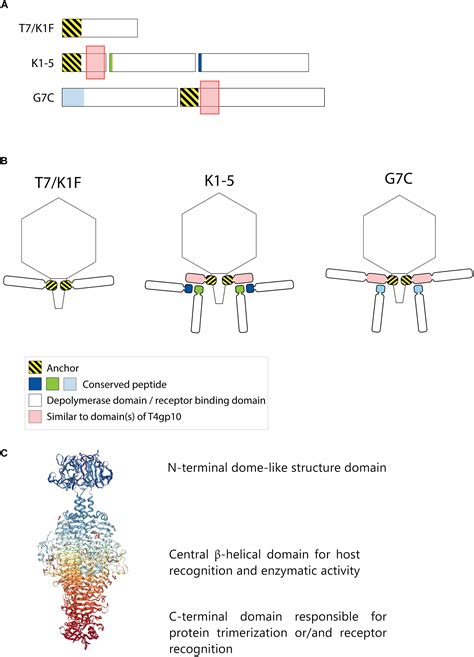 Frontiers Modeling The Architecture Of Depolymerase Containing