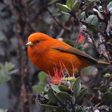 Division Of Forestry And Wildlife Wildlife Program Native Birds Of