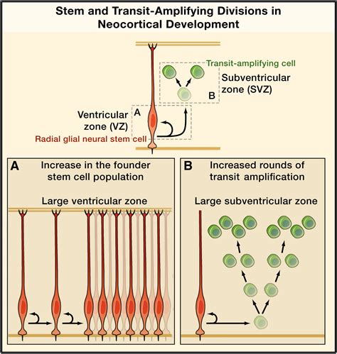 Development And Evolution Of The Human Neocortex Cell