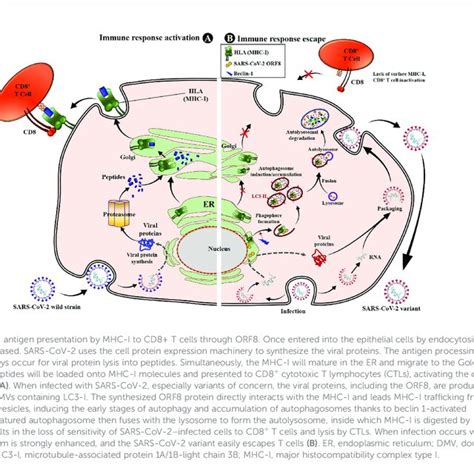 Molecular Bases Of Tcr Epitope Hla I Complexes And Effects Of Epitope