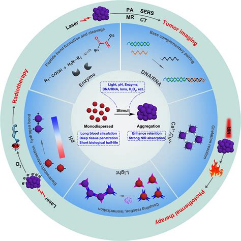 Tumor Diagnosis And Treatment Based On Stimuli‐responsive Aggregation Of Gold Nanoparticles Pmc