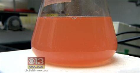 Researchers Study Organisms Survival Secrets For Possible Life On Mars