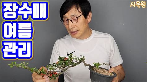 63 분재 장수매 여름관리 요령 잎뽑기를 해야하는 이유 Youtube