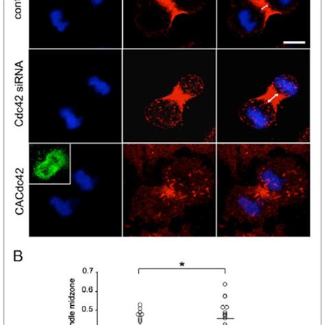 Effects Of Depletion Of Cdc42 And Overexpression Of Constitutively