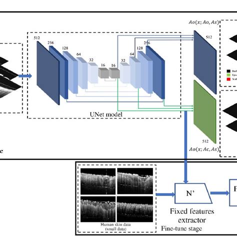 Architecture Of U Net Multitask Model Download Scientific Diagram