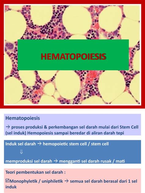 Hematopoiesis Pdf