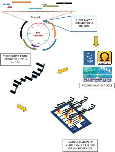 在 E 区域设计来自 HPV 和 的 DNA 探针用于在基于基因传感器的金纳米粒子的开发中感测元件 Biotechnology and Applied Biochemistry
