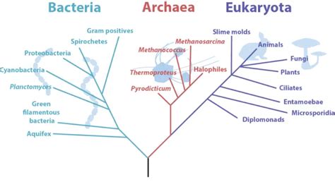 Archaea V S Bacteria Ask Microbiology