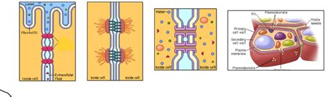 Cell Junctions Diagram Quizlet