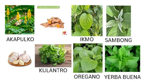 Akapulko N A Science Class Akapulko Ikmo Sambong Kulantro Oregano Yerba Buena Tawa Tawa