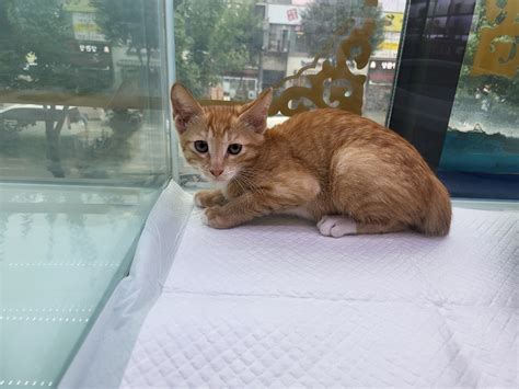 코리안숏헤어 슈가 폼스키크기 폼치크기 폼피츠크기 푸숑크기 노르웨이숲크기 데본렉스크기 뱅갈크기 샴크기 셀커크렉스크기 스핑크스크기 아메리칸숏헤어크기 아메리칸컬크기 아비시니안크기