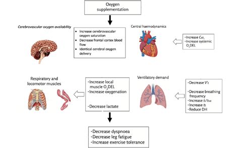 A Schematic Representation Conceptualising The Acute Physiological