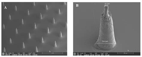 A Facile Method For The Fabrication Of The Microneedle Electrode And Its Application In The