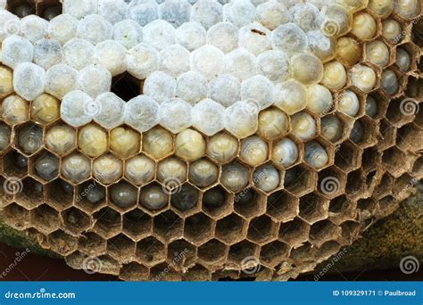 Close Up Of Detail Of Construction Of A Wasp Nest Stock Image Image Of Environment Hexagonal