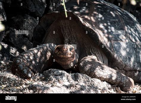 This Captivating Image Features A Galapagos Tortoise Taking A Break In