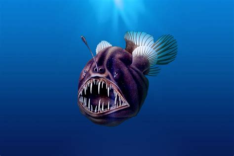 Rare Footage Of Lost Anglerfish Awes Internet Raising Questions About