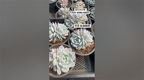 먼로 다육식물 다육이 다육식물키우기 다육이키우기 양평군 Succulent 양평가볼만한곳 반려식물 Succulentslover Plant Youtube
