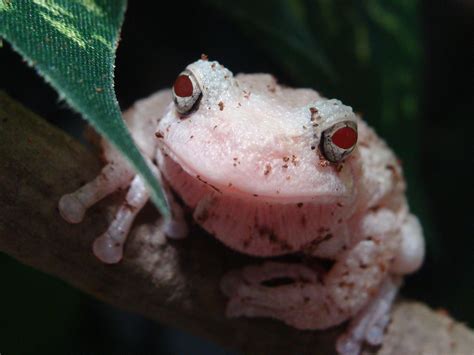 Sprout Says Hello R Frogs