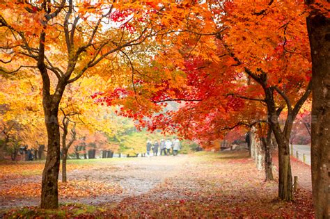 가을 빛이 물드는 단풍나무 유토이미지 상세페이지 베이직샵 사진 20991729