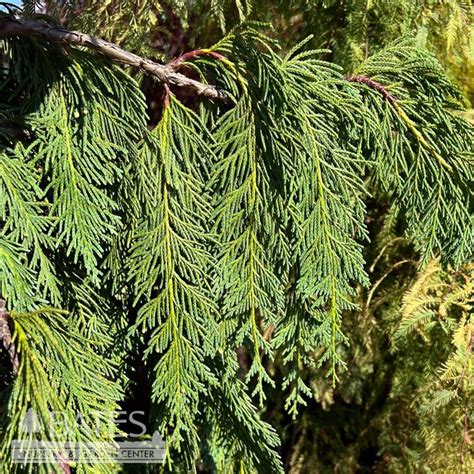 6 Chamaecyparis Nootka Jubilee Weeping Alaskan Cypress