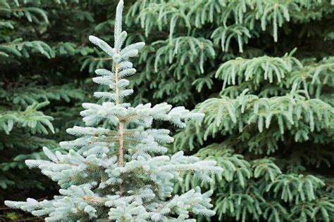 Spruce Trees Identification Benefits And Uses A Complete Guide Ecowiser