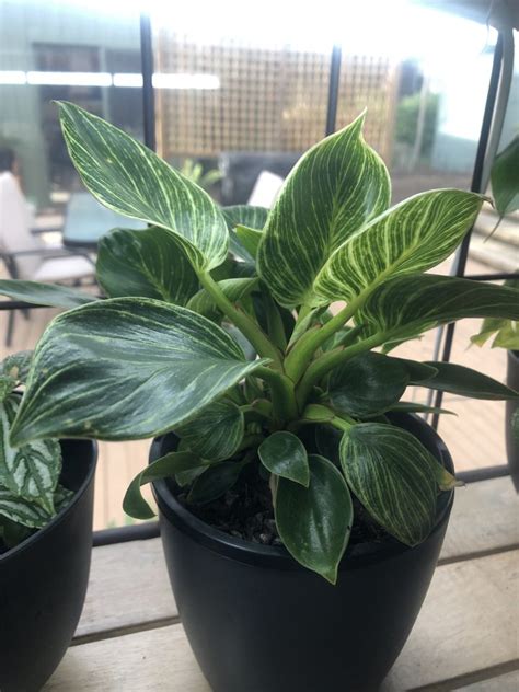 Birkin – House Plant Jungle